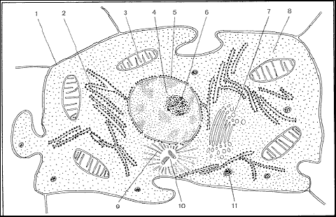 Structure en microscopie electronique d'une cellule animale